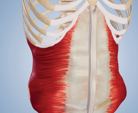 Open Transversus Abdominis Muscle Release