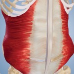 General Surgery News